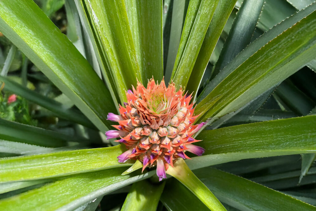 About Us – Paradise Ingredients